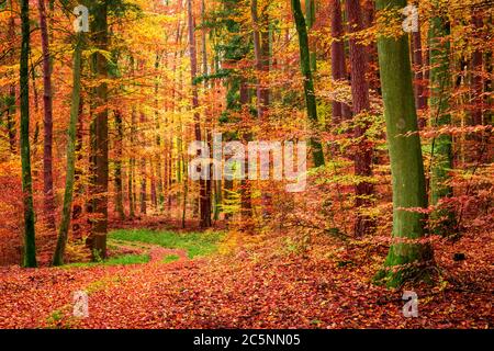 Stunning red and yellow forest in the fall, Poland Stock Photo - Alamy