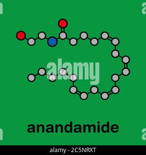 Anandamide endogenous cannabinoid neurotransmitter molecule. Skeletal ...