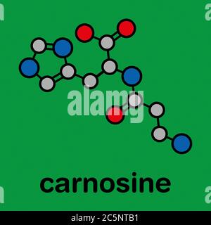 Carnosine (L-carnosine) food supplement molecule. Stylized skeletal ...