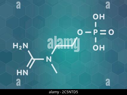 Creatinol-O-Phosphate or COP molecule. Skeletal formula Stock Photo - Alamy