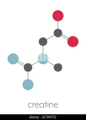 Creatine molecule. Often used in food supplements. Skeletal formula ...