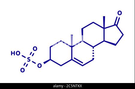 Dehydroepiandrosterone sulfate (DHEA-S) natural hormone molecule ...