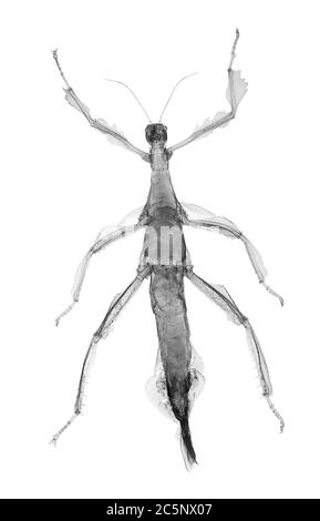 Stick insect, X-ray Stock Photo - Alamy