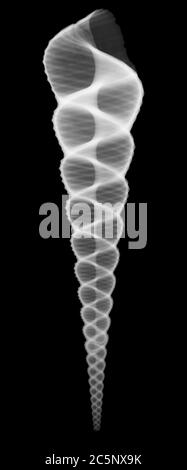 Single snail sea shell of Turritella terebra from the family ...