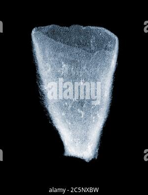 Sponge (Iophon piceum grantia), X-ray Stock Photo - Alamy