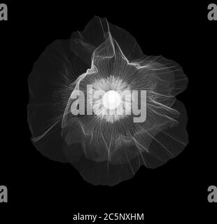 Red Poppy. (Papaver rhoeas Stock Photo - Alamy