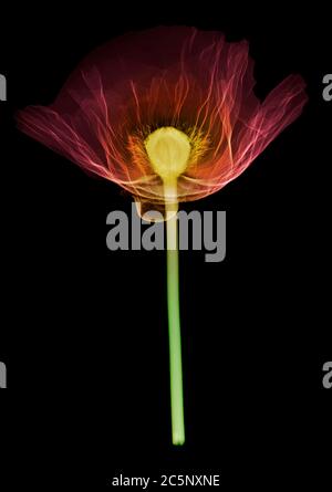 Poppy (Papaver orientalis), coloured X-ray Stock Photo - Alamy