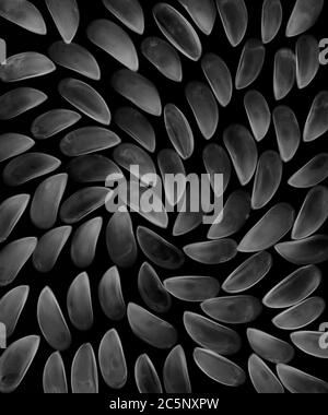 Blue mussel shells (Mytilus edulis Stock Photo - Alamy