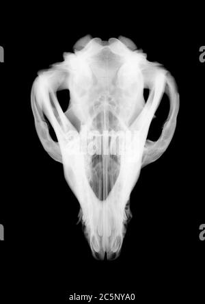 Pig skull, X-ray Stock Photo - Alamy