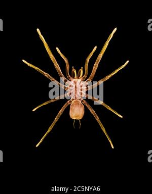 Tarantula spider (Grammostola rosea), X-ray Stock Photo - Alamy