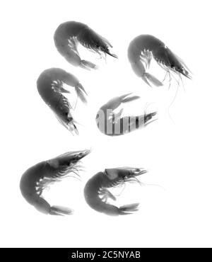 Six prawns, X-ray Stock Photo - Alamy