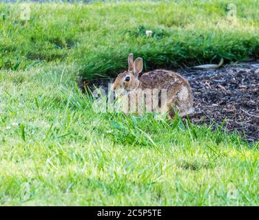 A view of a rabbit in a front yard in Burien, Washington Stock Photo ...