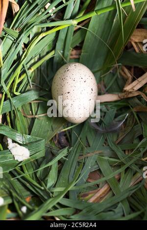 Eurasian coot (Fulica atra) a single coot searching for food on the ...