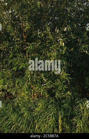 Landscape at sunset. Densely overgrown trees and shrubs with dense ...