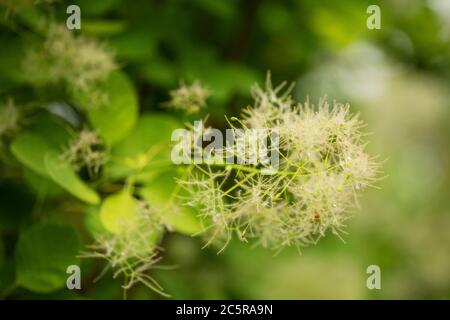 Cotinus coggygria "Golden Spirit", Flowering, Shrub Stock Photo - Alamy