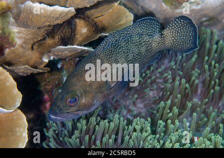 Epinephelus ongus Grouper Stock Photo - Alamy