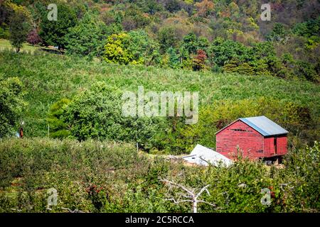 Old apple trees in a small orchard Stock Photo - Alamy