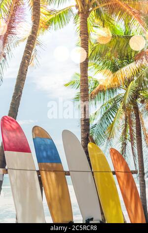 Surfboards beside coconut trees at summer beach with sunset light ...
