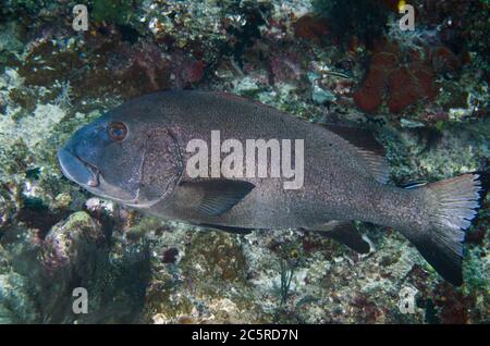 Giant Sweetlips, Plectorhinchus albovittatus, Eagle Nest dive site ...