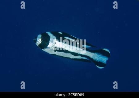 Juvenile midnight snapper, Macolor macularis, Sulawesi Indonesia Stock ...