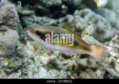 Female Forsten's Parrotfish, Scarus forsteni, Batu Kapal dive site ...