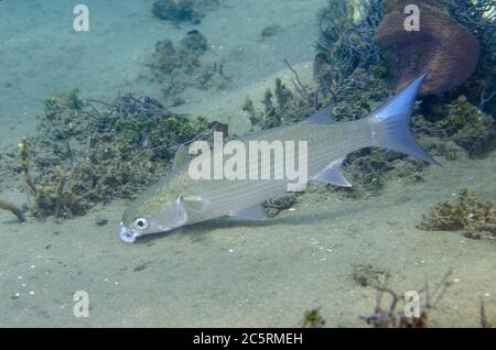 Bluespot Mullet, Moolgarda seheli, feeding, Laha dive site, Ambon ...