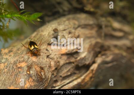 Diving beetle (Hydroporus palustris Stock Photo - Alamy
