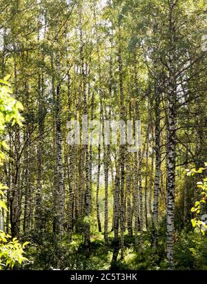 Large Birch and Aspens Trees Forest in summer Stock Photo - Alamy
