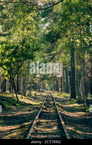 Landscape of green coniferous forest with narrow trail passing among ...