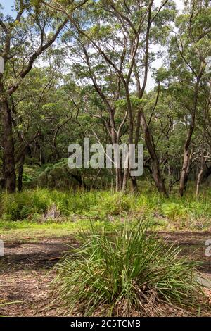 Green Patch beach in Jervis bay national park,New South Wales,Australia ...