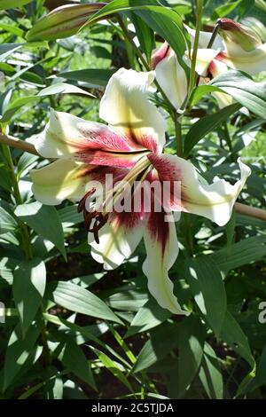 Lilium Lavon (Zeba Stock Photo - Alamy