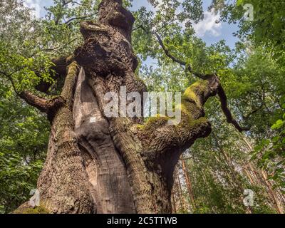 Bartek oak nature monument - an ancient oak tree that grows in Zagnansk ...