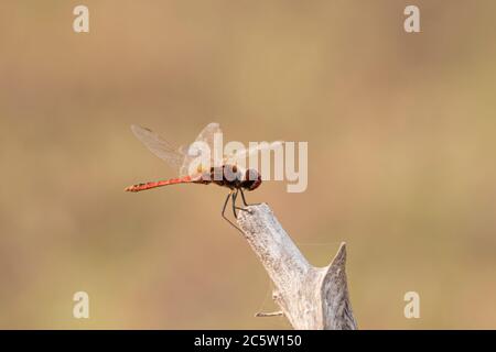 Red-veined darter sitting on a green stem Stock Photo - Alamy