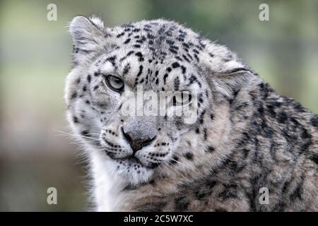 Female snow leopard looking towards camera Stock Photo - Alamy