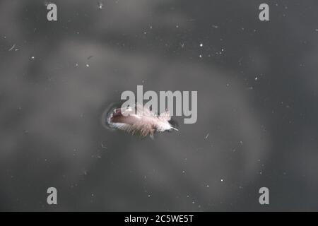 The feather of a duck, removed during its grooming Stock Photo - Alamy
