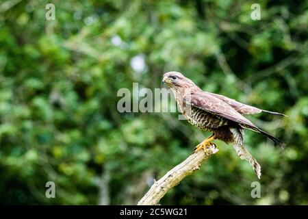Common buzzard in mid Wales on a sunny day in autumn Stock Photo - Alamy