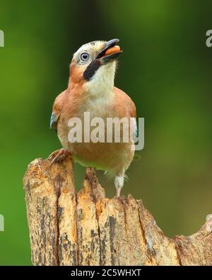 Nut in the throat Stock Photo - Alamy