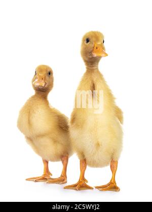 Two Chicks (8 days old) standing in grass Stock Photo - Alamy