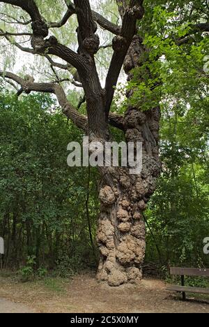Bulging Tree Trunk Stock Photo - Alamy