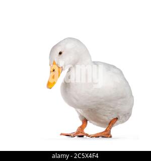 Healthy white adult Peking duck, standing facing front. Looking towards ...