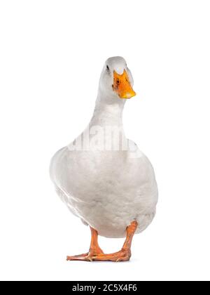 Healthy white adult Peking duck, standing facing front. Looking towards ...