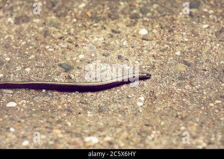 Dead slow worm snake Stock Photo - Alamy