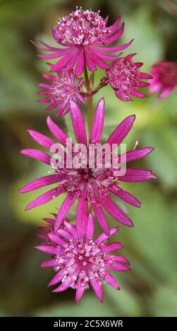 Astrantia Ruby Wedding Stock Photo - Alamy