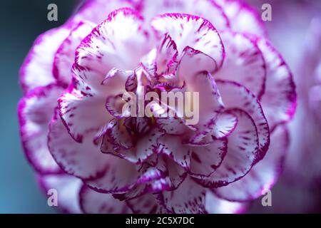 Pink and white striped carnation Stock Photo - Alamy