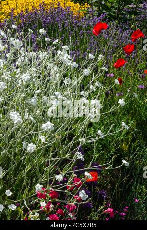 Red campion. Rose Cottage Garden Diary Stock Photo - Alamy
