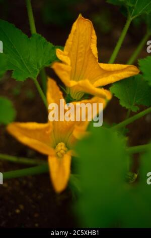 Courgette 'Golden Zucchini' plants growing in a vegetable garden during ...