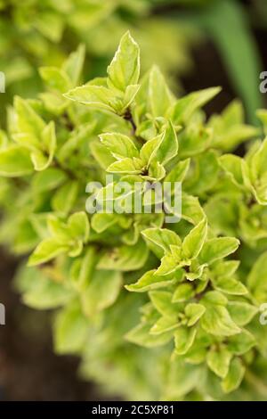 Variegated African blue basil (Ocimum basilicum), also known as great ...