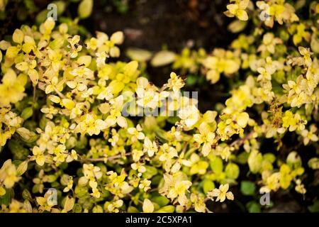Golden oregano (Origanum vulgare), in variety Aureum, growing in a ...