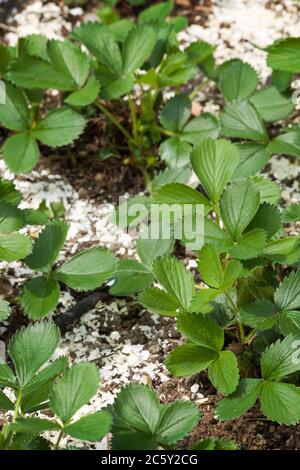 Crushed egg shells Stock Photo - Alamy