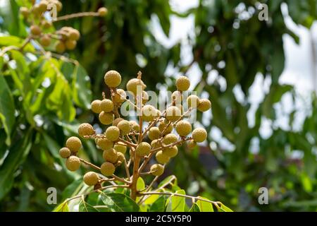 The young fruit of the Lamyai tree Stock Photo - Alamy